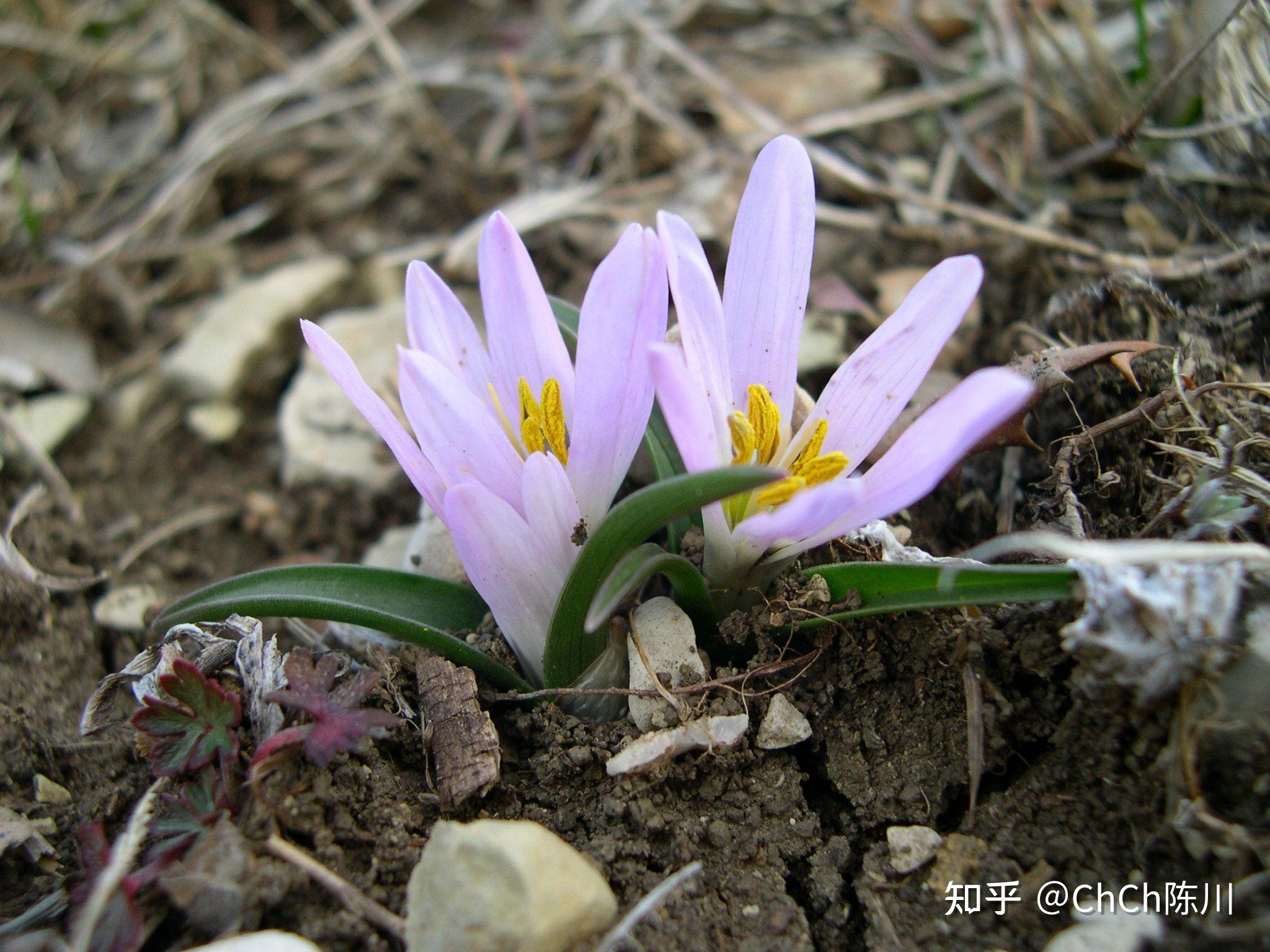 多肉植物全图鉴17：秋水仙科（Colchicaceae），秋水仙属（Colchicum） 原始种A-H - 知乎