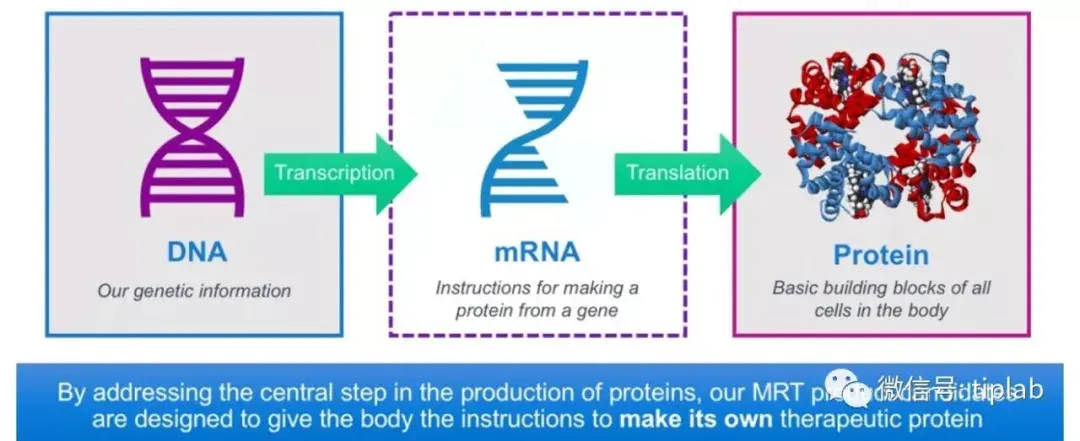 TiPLab生物医药专利研究：mRNA疗法开发公司：Translate Bio - 知乎