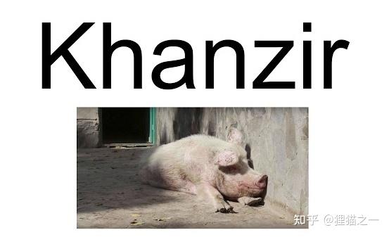 阿富汗全境只有一头猪，名字就叫“猪”，是2002年中国送的 - 知乎