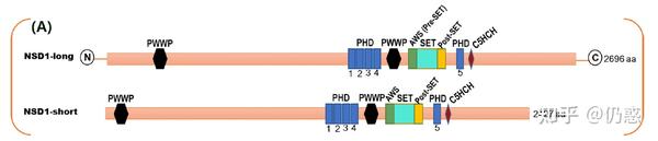 靶向组蛋白甲基转移酶NSD家族的抗肿瘤小分子抑制剂研究进展 - 知乎