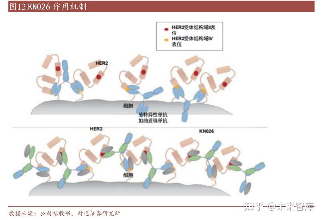 康宁杰瑞研究报告：深耕双抗领域，管线潜力十足 - 知乎