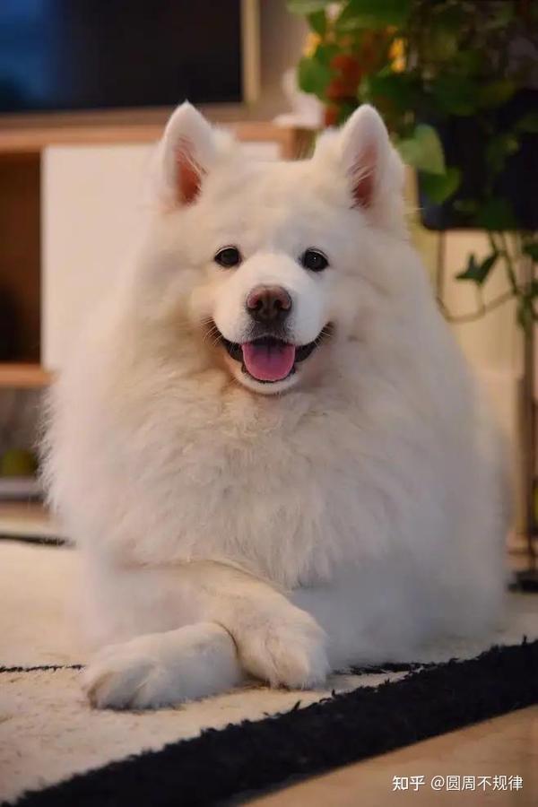 “微笑天使”萨摩耶，除了笑容还有这些特点！ - 知乎