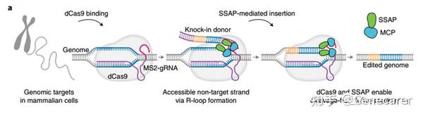 无切割基因敲入系统：dCas9-SSAP，主打一个Cleavage-Free！ - 知乎