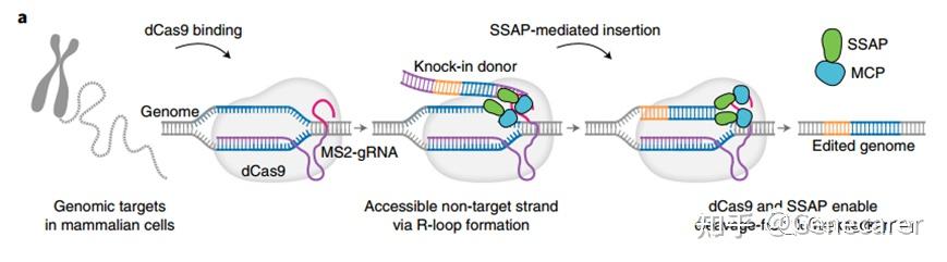 无切割基因敲入系统：dCas9-SSAP，主打一个Cleavage-Free！ - 知乎