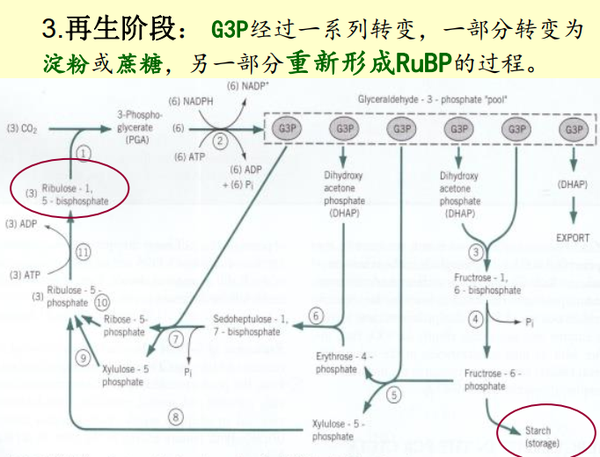 生物专业英语词根词缀|光合作用专题整理|含名词解释(二) - 知乎