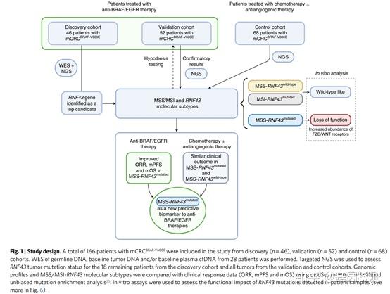RNF43突变预测BRAF V600E转移性结直肠癌对抗BRAF/EGFR联合治疗的反应 - 知乎