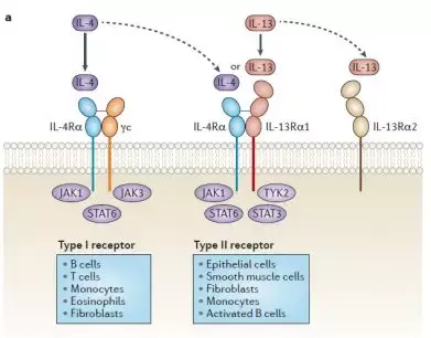 首发新模型！B-hIL4/hIL4RA 小鼠助力哮喘新药研发 - 知乎