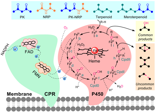 细胞色素P450：药物代谢的重要生物合成酶 - 知乎