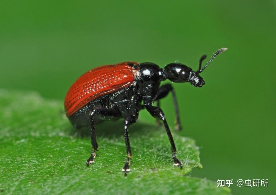 被卷到了！这个长脖虫是怎么卷...的？（上） - 知乎