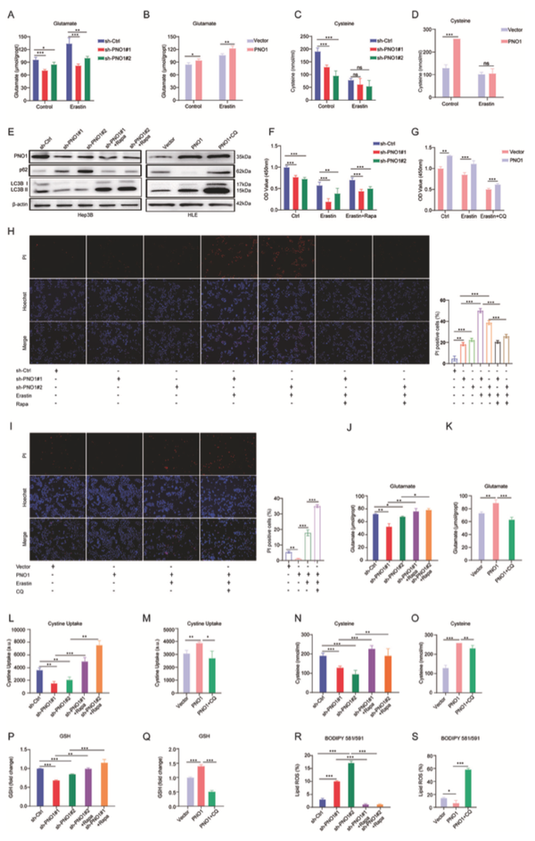 CDD丨PNO1 通过 GSH 代谢重编程抑制肝细胞癌自噬介导的铁死亡 - 知乎