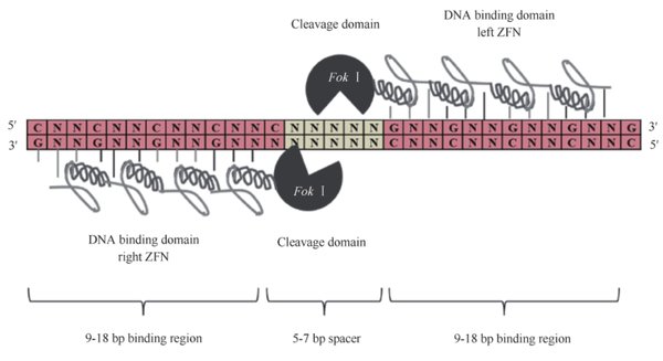 基因编辑的原理和载体结构 - 知乎