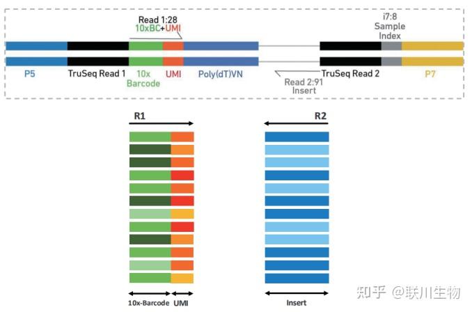 单细胞测序分析流程解析 - 知乎