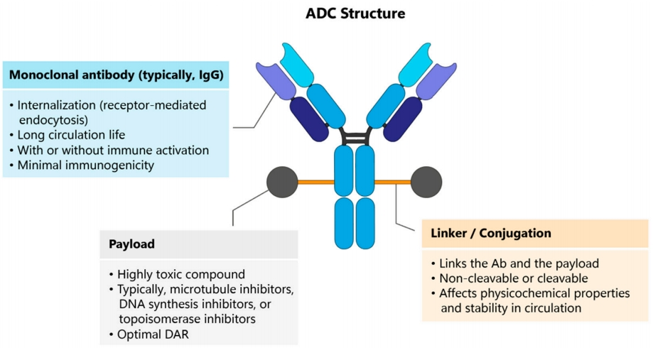 单域抗体在ADC药物中的应用前景 - 知乎