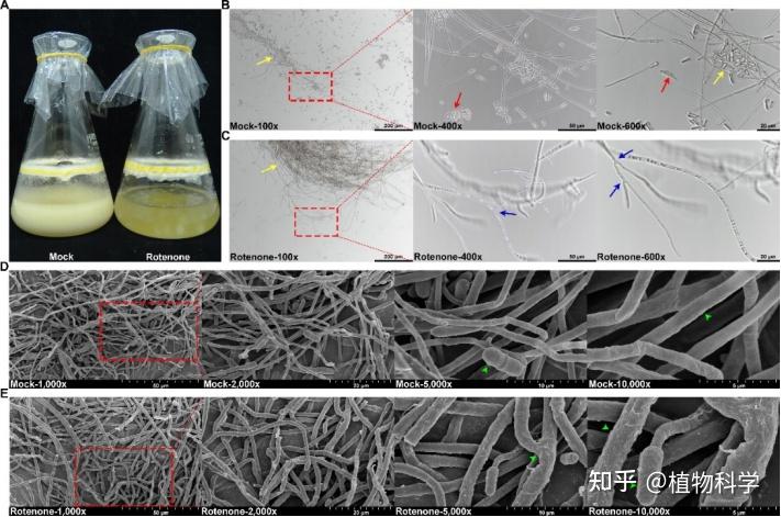 中南林业科技大学在国际主流期刊（IF=11.889）发表最新成果，揭示鱼藤酮显著促进蛹虫草中虫草素的合成代谢 - 知乎