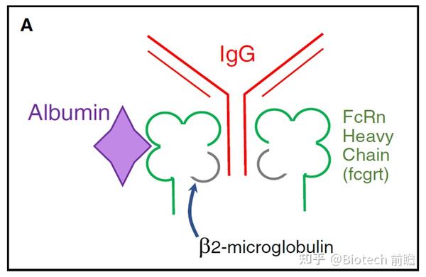 FcRn抗体丨 和铂医药三期临床成功，强生纳入突破性疗法 - 知乎