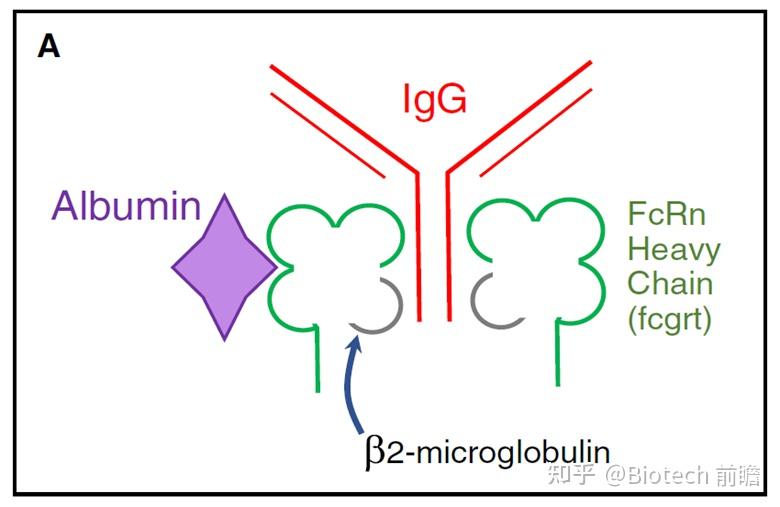 FcRn抗体丨 和铂医药三期临床成功，强生纳入突破性疗法 - 知乎