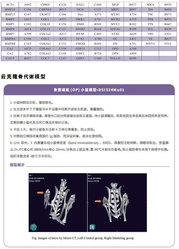 文献解读 | OTUB1通过稳定FGFR2促进成骨细胞骨形成 - 知乎