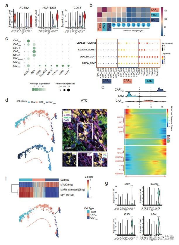 国自然 | 癌症相关成纤维细胞(CAF) - 知乎