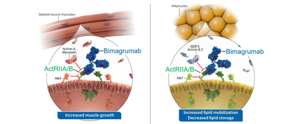 降脂又增肌，GLP-1R的“理想搭档”或将出现 - 知乎