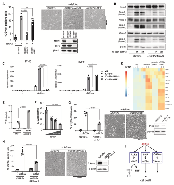 Molecular Cell丨应激颗粒是减震器，可防止对 dsRNA 产生过度的先天免疫反应 - 知乎
