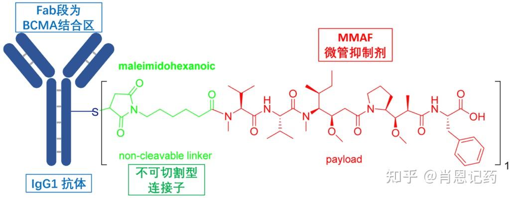 记住所有FDA生物药 | BCMA ADC | Belantamab mafodotin 马贝兰他单抗 | 多发性骨髓瘤MM - 知乎