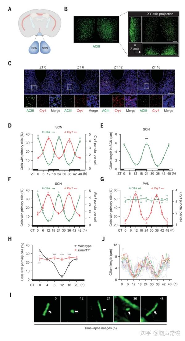 Science | 生物钟研究新进展！军事医学研究院李慧艳和张学敏团队发现大脑SCN神经元的初级纤毛是调控机体节律的细胞器 - 知乎