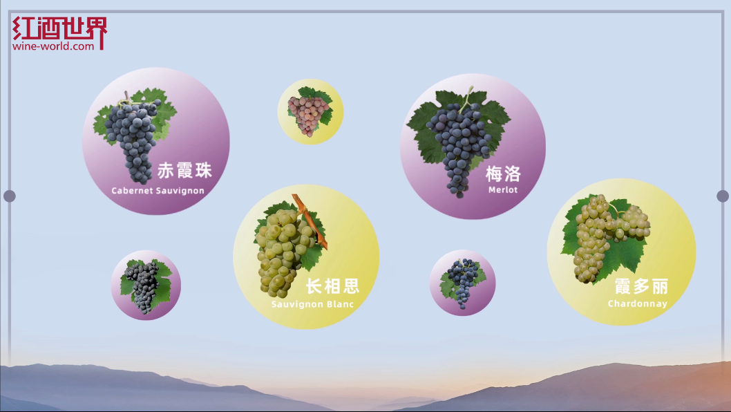 小视频 探索智利葡萄酒产区 知乎