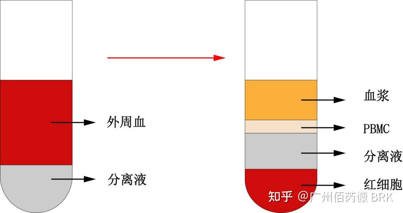 解读hPBMC—细胞治疗主力军 - 知乎