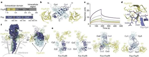 Nature 文章解读| 免疫球蛋白IgM与特异性受体FcμR结合的分子机制 - 知乎