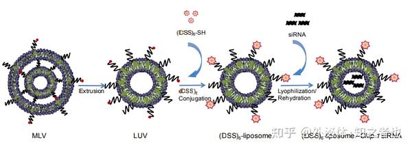 外泌体归‘骨’不迷茫-- DSS6骨靶向肽 - 知乎