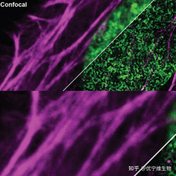 7大亚细胞结构染料怎么选？一文教会你 - 知乎