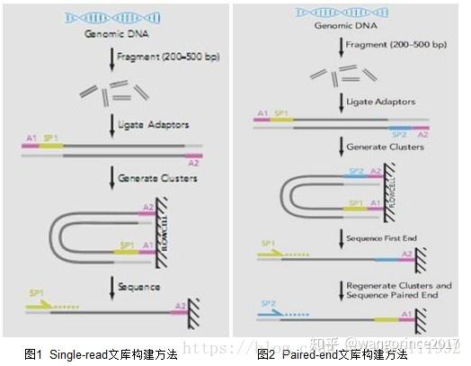 单端测序(Single-read)和双端测序(Paired-end和Mate-pair)的关系 - 知乎