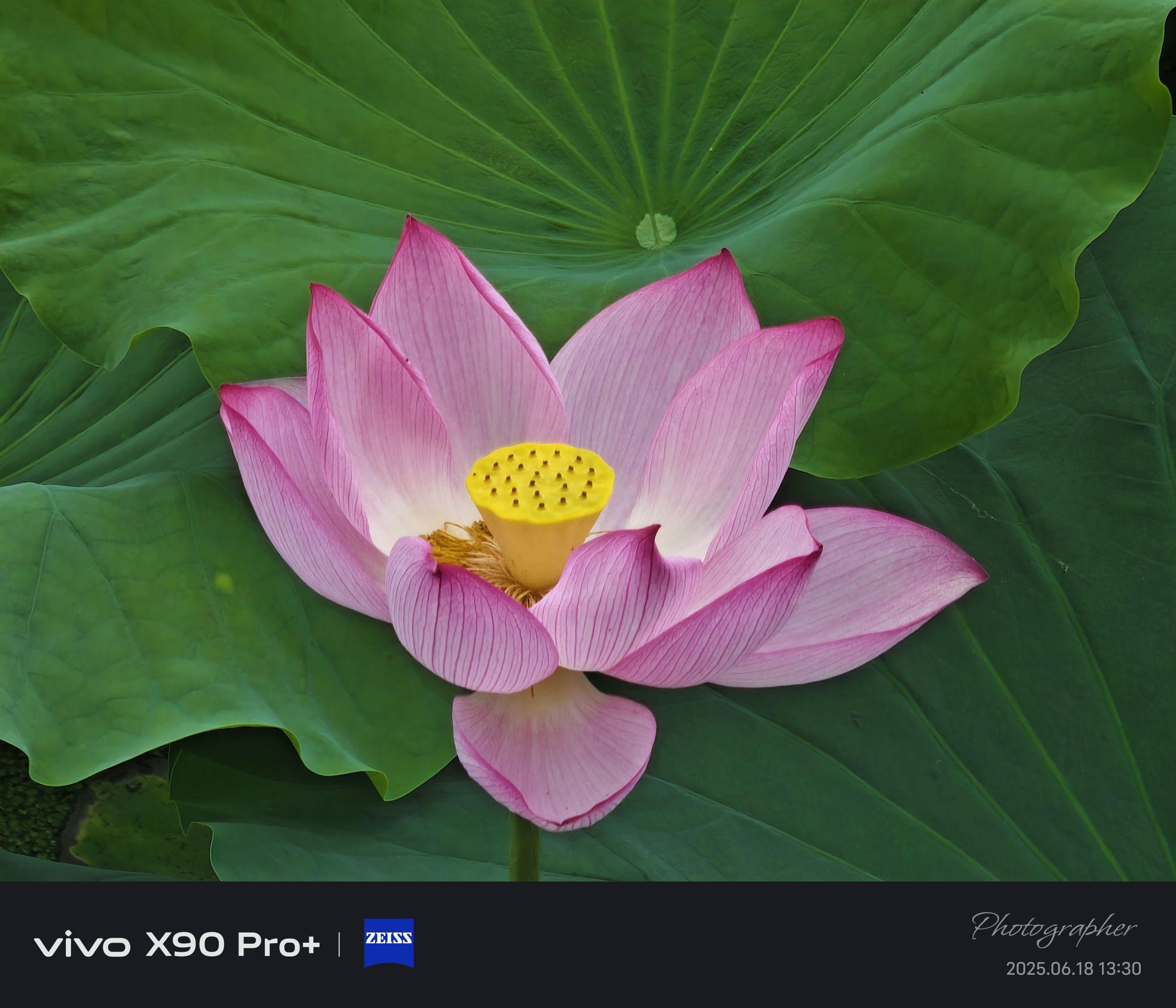 最低不到1千块？1寸大底索尼IMX989的拍照手机大集合 - 知乎