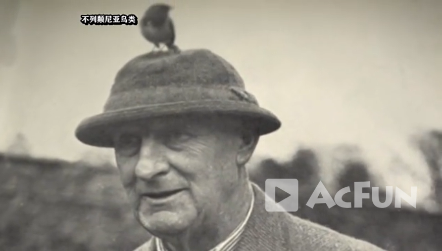 纪录片《英国鸟类•乡村鸟类》笔记 - 知乎