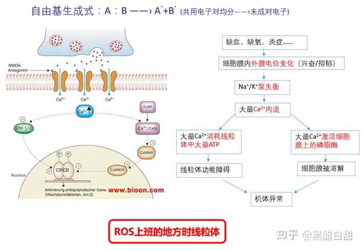 活性氧自由基（ROS）是好是坏？ - 知乎