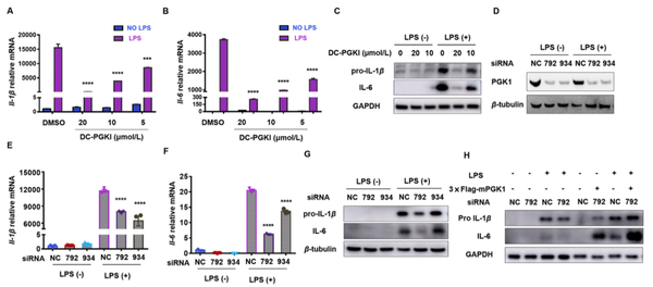 药理学顶刊丨一种有效的 PGK1 拮抗剂表明 PGK1 调节 IL-1 β和 IL-6 的产生 - 知乎