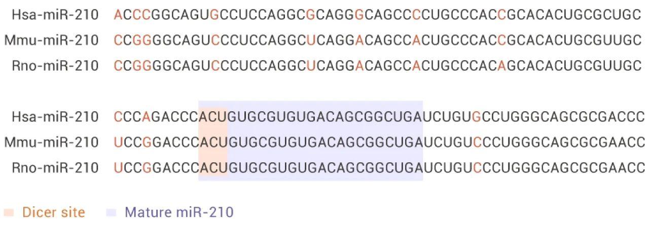 miRNA 在基因调控中的作用 | MedChemExpress - 知乎