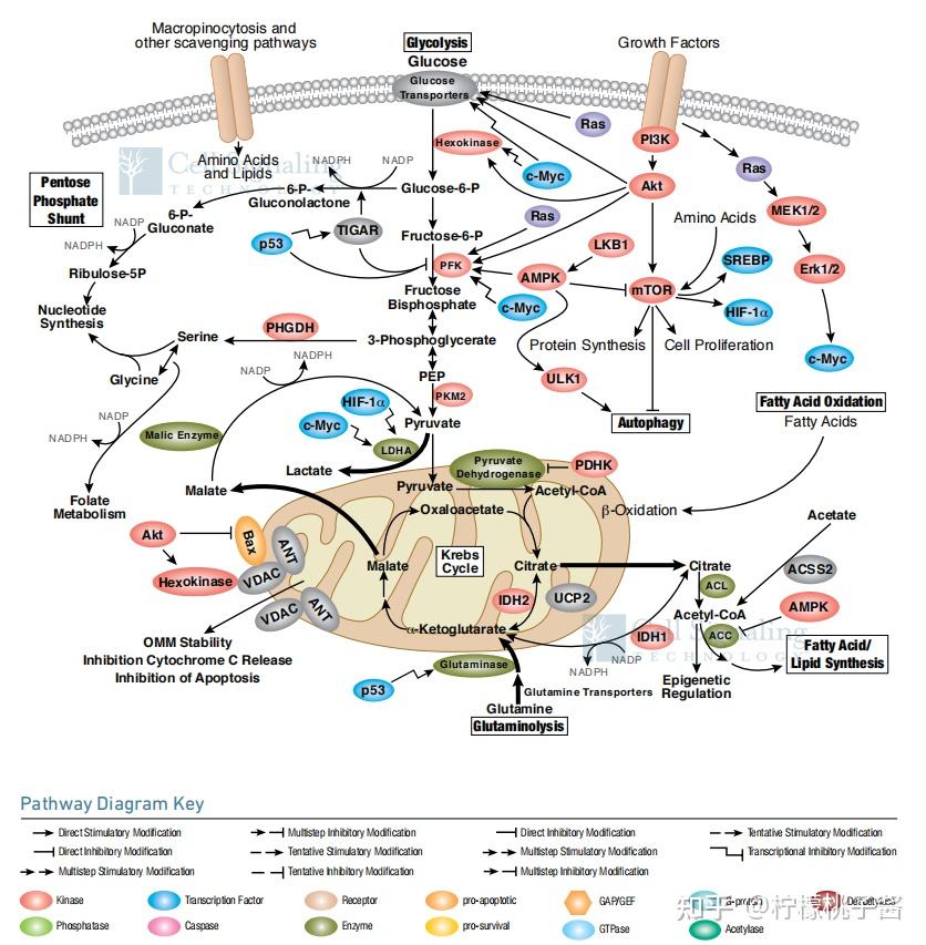 关于癌症的Warburg效应的这3点，你知道吗？ - 知乎