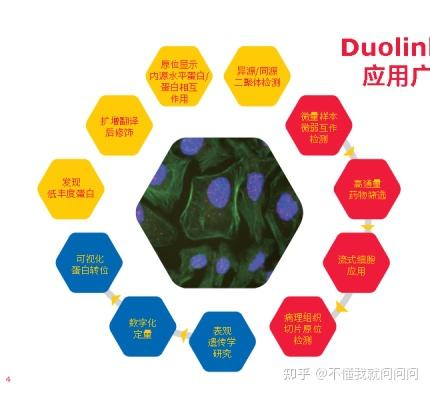 前沿速递 | 蛋白研究的未来之星 —— Duolink™ PLA®技术 - 知乎