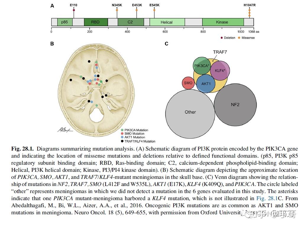 【综述】脑膜瘤的药物治疗 - 知乎
