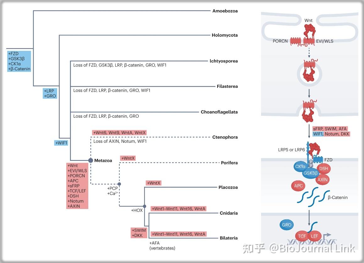 综述精读 | NatReviGenet | Wnt信号通路的起源与进化 - 知乎