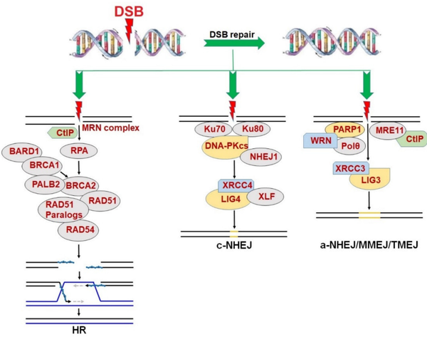 PARP抑制剂耐药机制以及解决耐药性方法 - 知乎