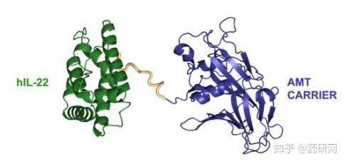 靶点梳理：白细胞介素-22 (IL-22) - 知乎