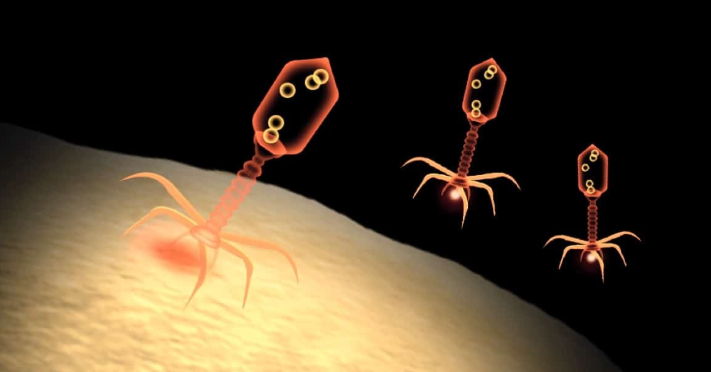 噬菌体展示：蛋白质与核酸偶联的理想平台 - 知乎