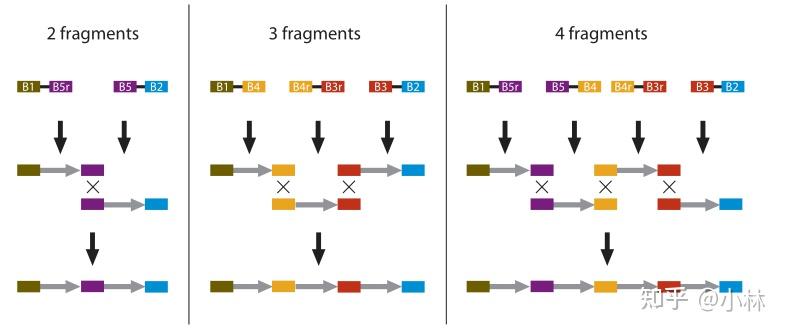 分子克隆——gateway - 知乎
