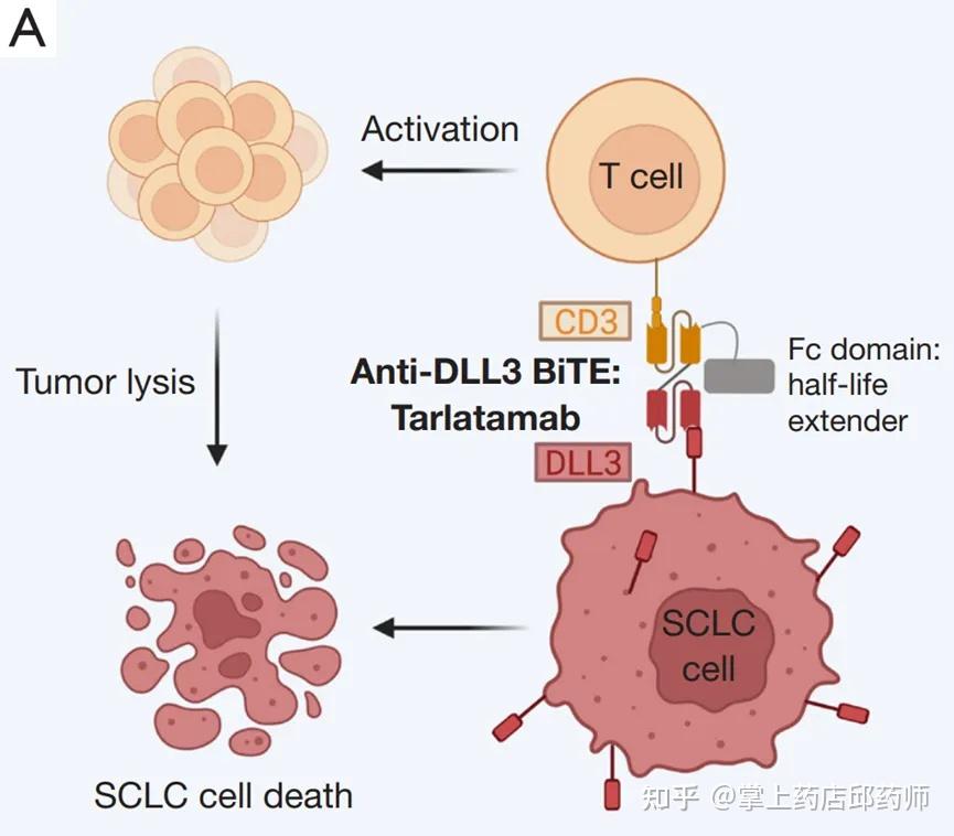 FDA批准Tarlatamab（AMG757，塔拉妥单抗）上市：用于治疗广泛期小细胞肺癌成人患者，国内3期临床中 - 知乎