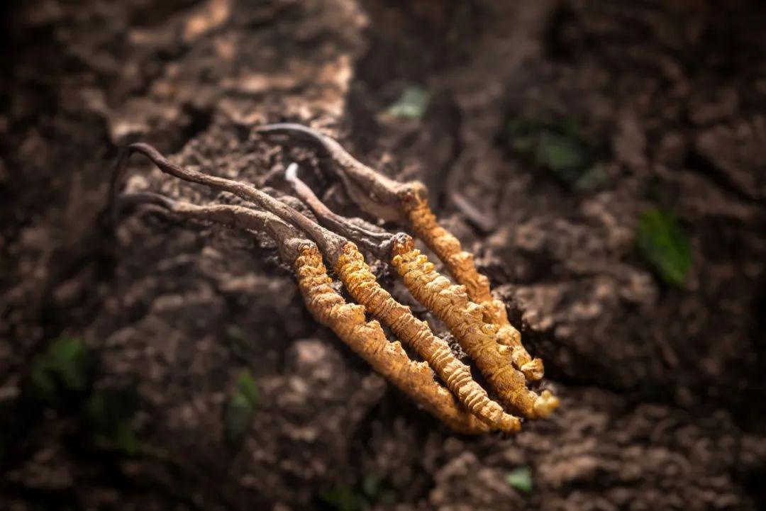 十大珍贵中药材 - 知乎