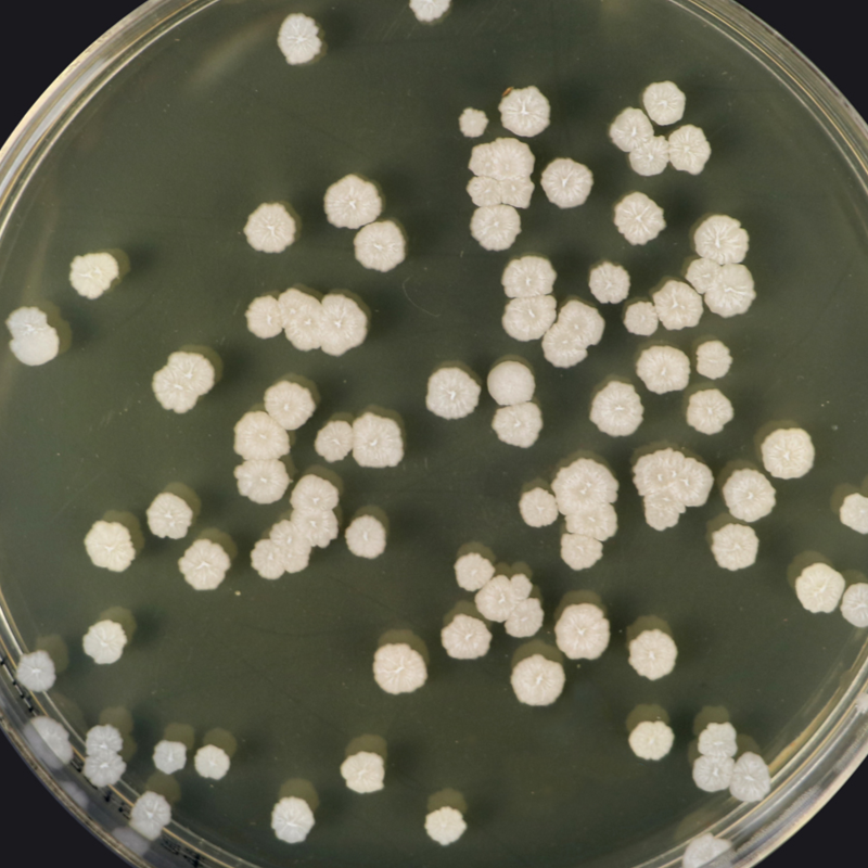 回南天实验细胞房染上杂菌怎么处理？ - 知乎