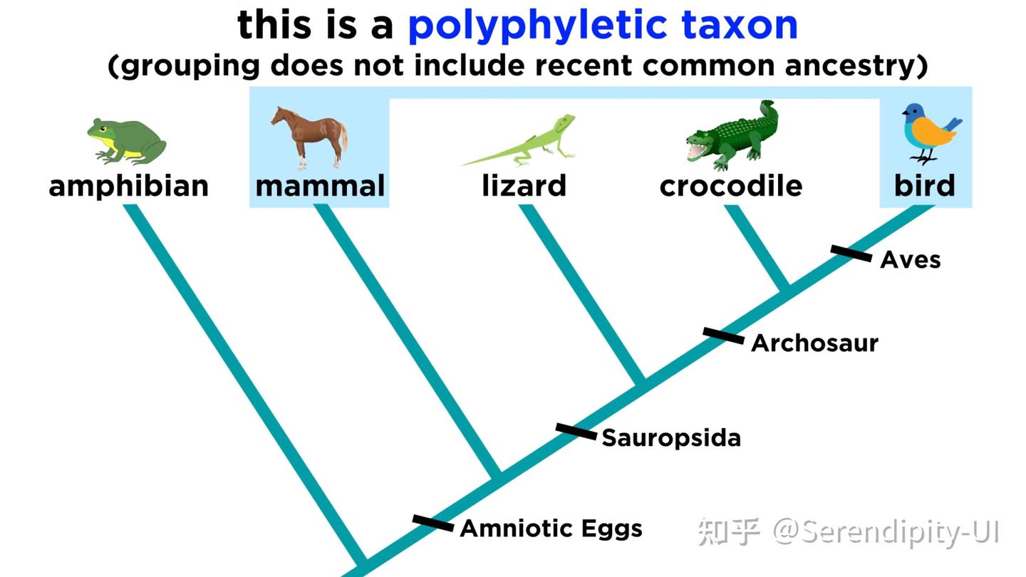 区分monophyly¶phyly&polyphyly单系群&并系群&多系群 - 知乎