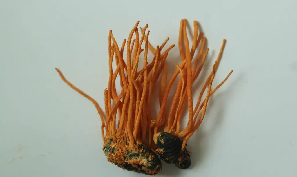 虫草素？冬虫夏草里的虫草素？ - 知乎